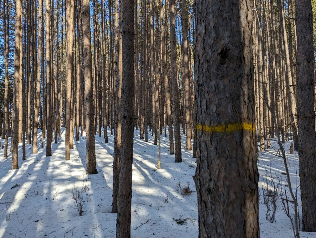 FDLTCC Forest Stewardship Project